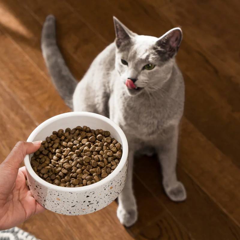 Cat Food – Jb Saeed Studio Official Home Solutions